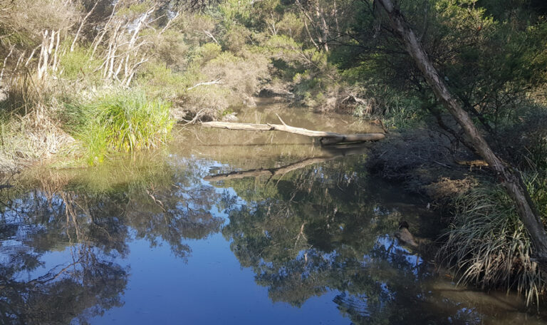 Blackburn Lake Sanctuary wetlands regeneration – Gardiner's Creek ...