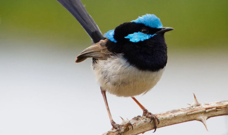 Gardiners Creek Bird Survey – Gardiner's Creek Regional Collaboration